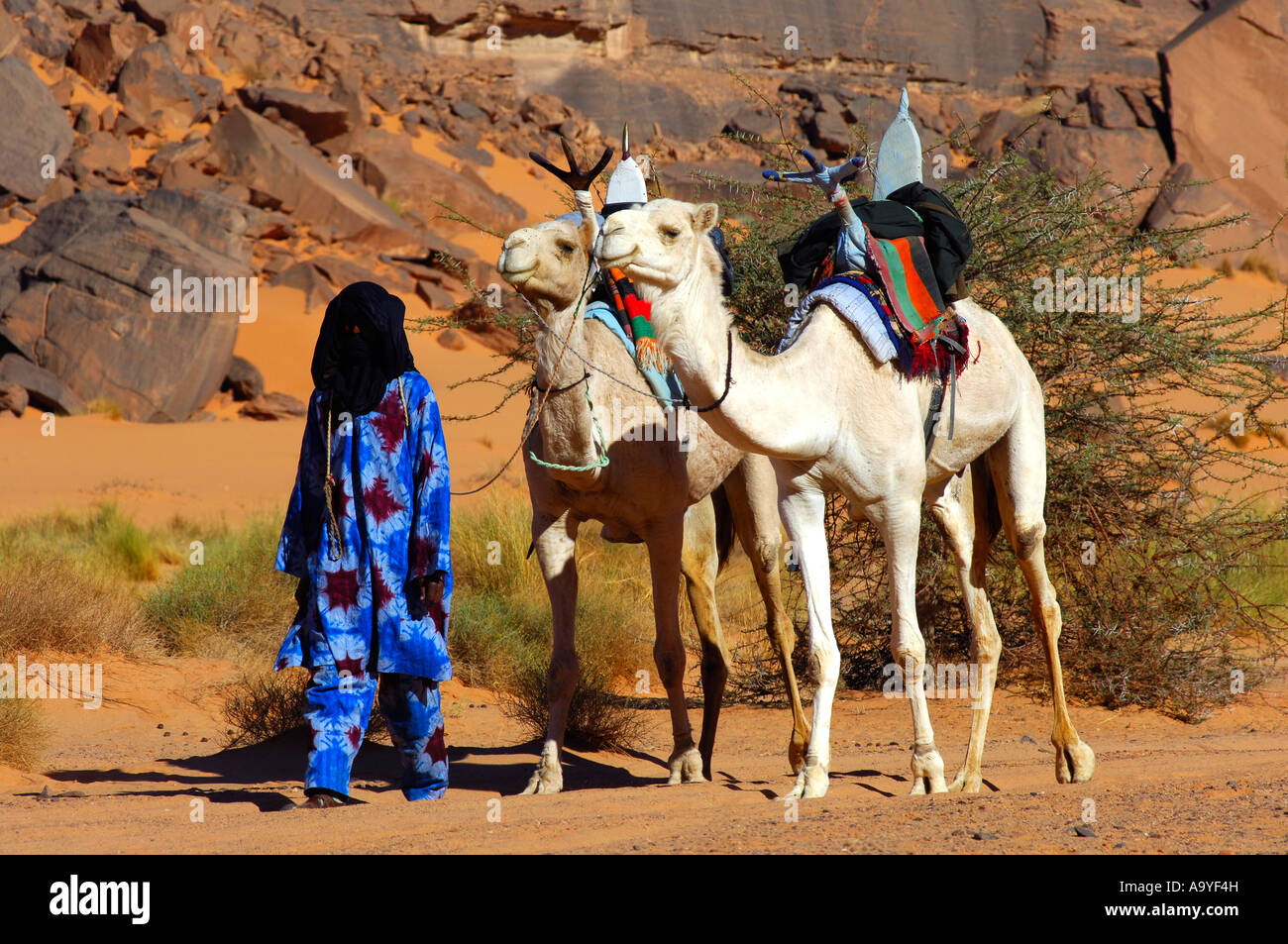 Tuareg with white Mehari riding dromedary, Acacus Mountains, Libya ...