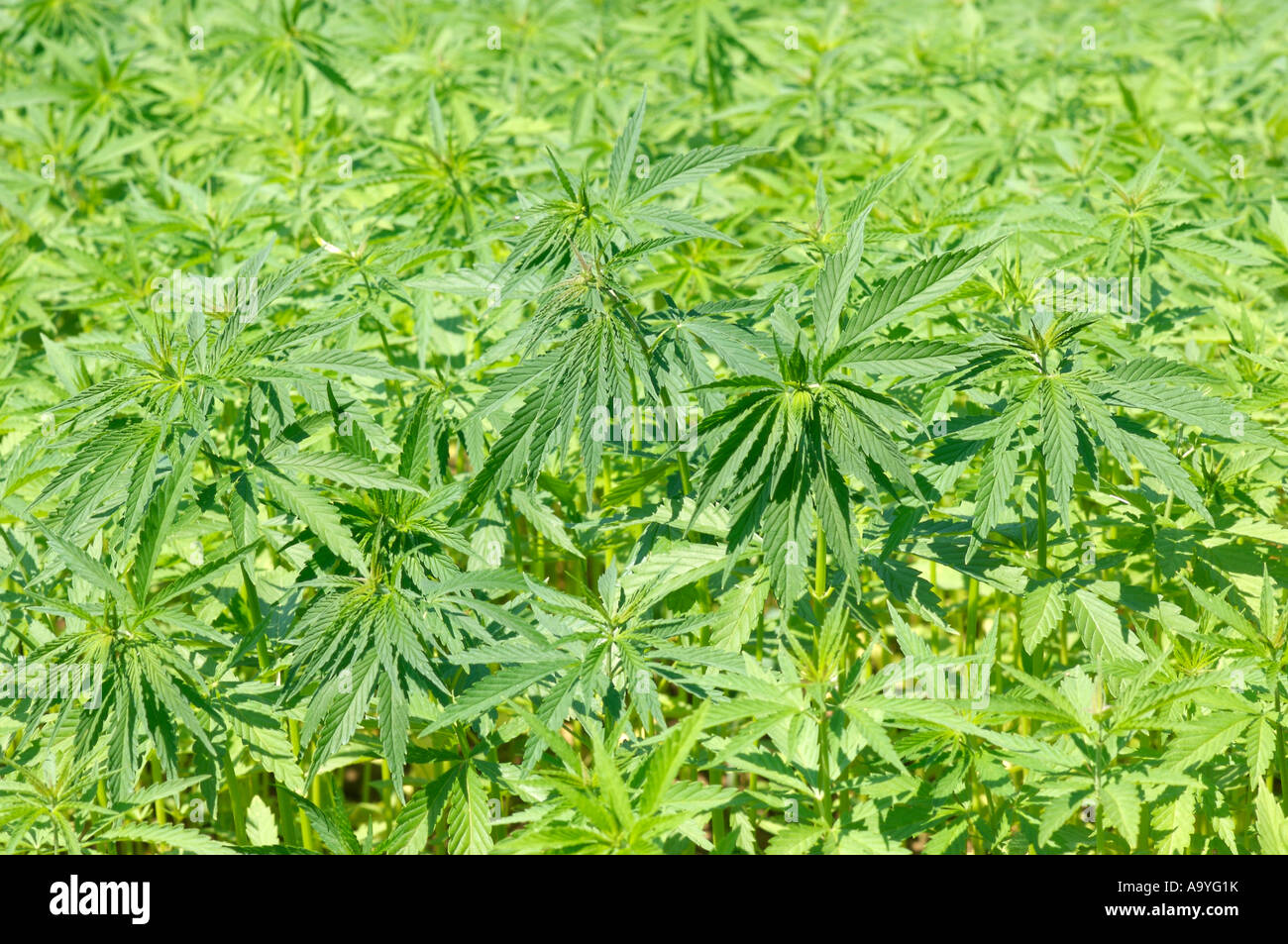 Cannabis pflanzen hi-res stock photography and images - Alamy