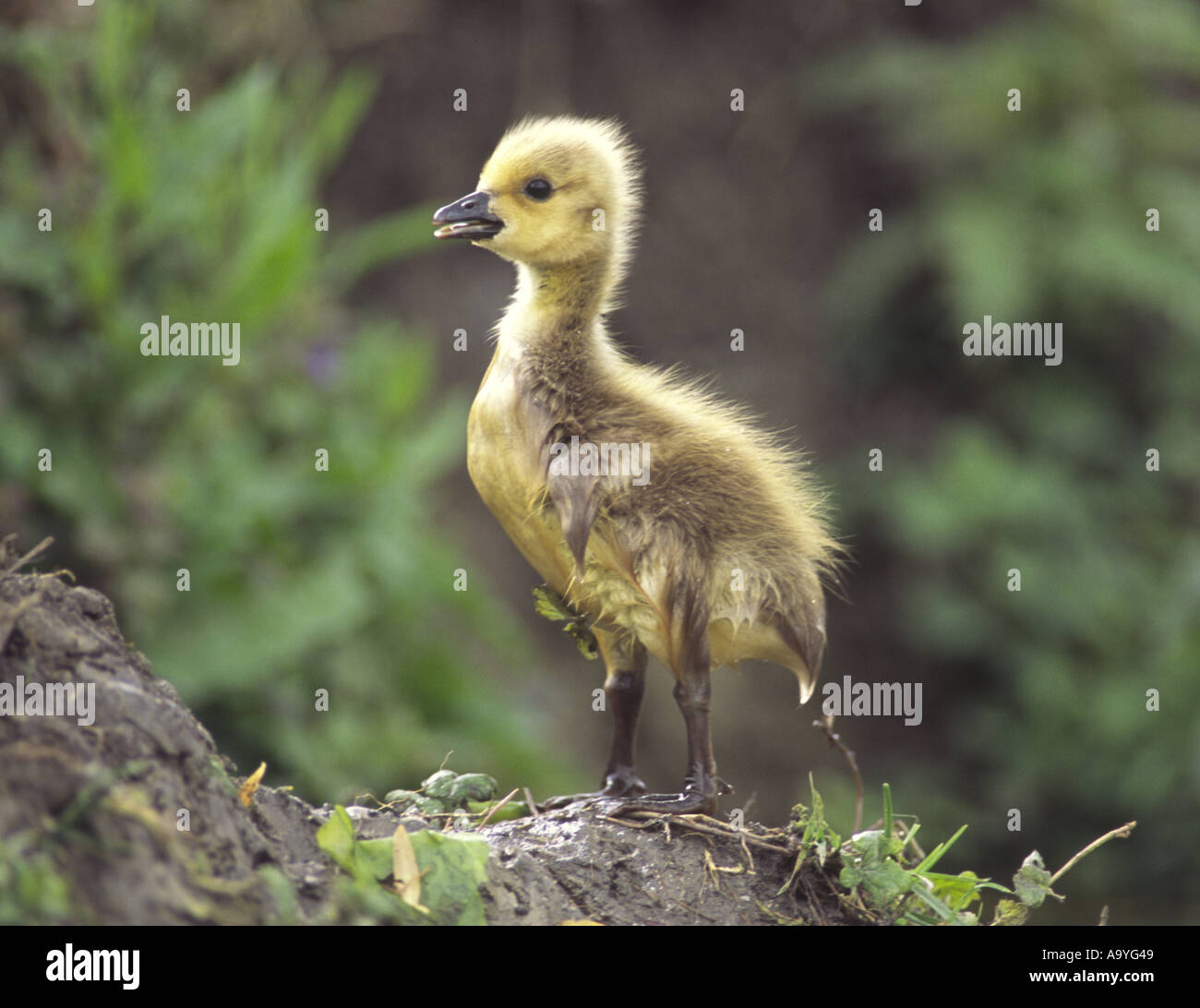 a baby canadian goose on a riverbank Stock Photo - Alamy