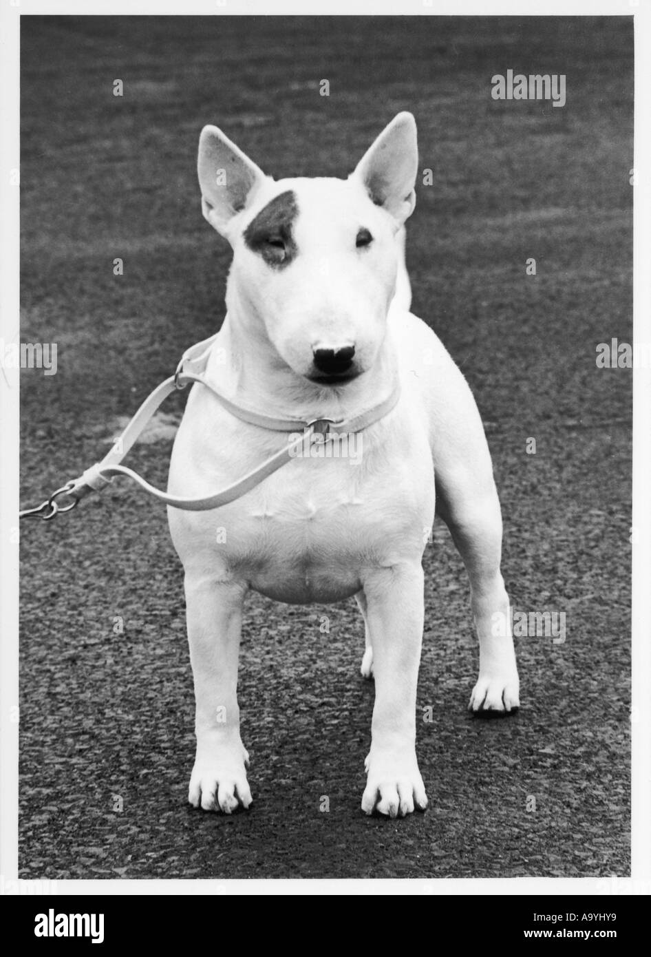 Fall Crufts Bull Terrier Stock Photo - Alamy