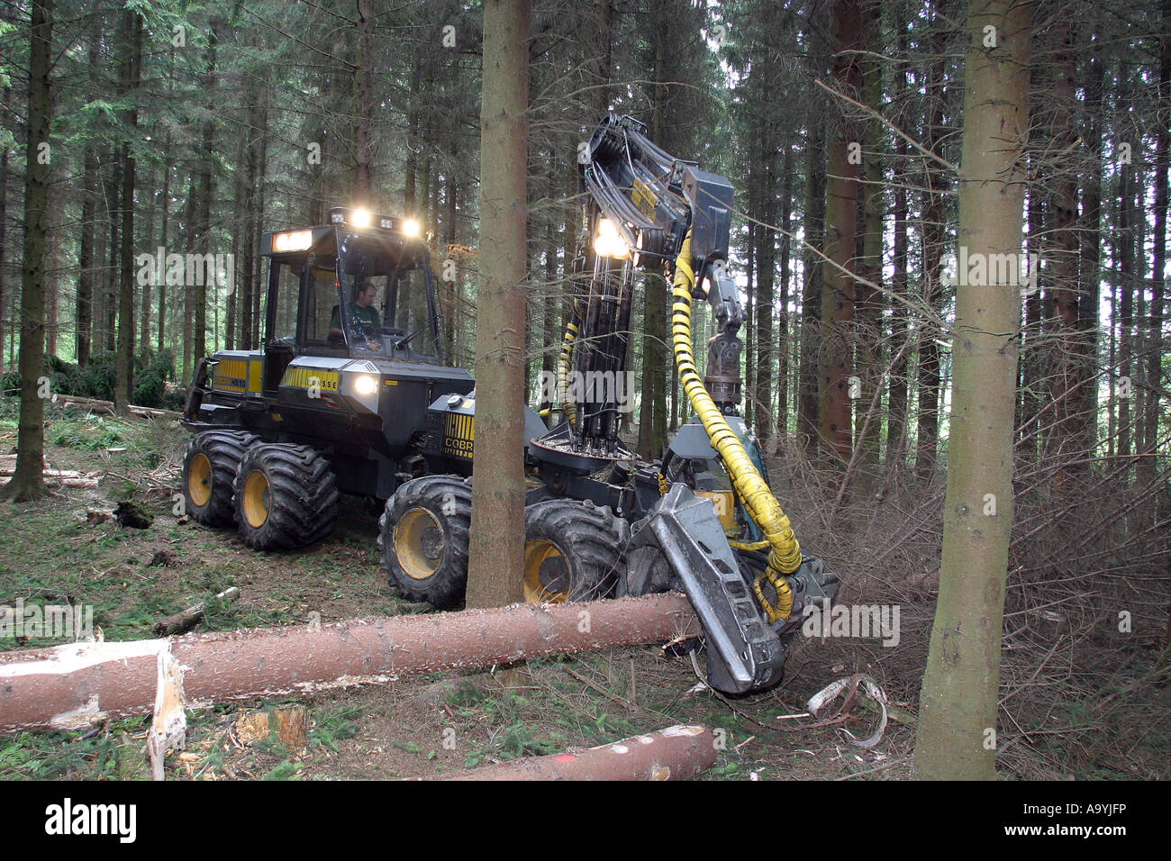 Lumberman working with a Harvester in the forest Stock Photo - Alamy