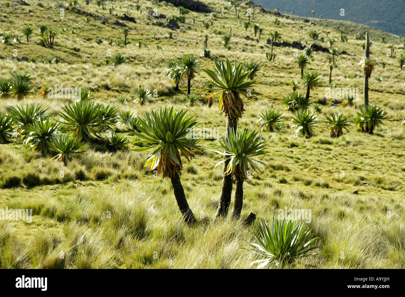 Forest of Giant Lobelias Lobelia rhynchopetalum in the Semien Monutains ...