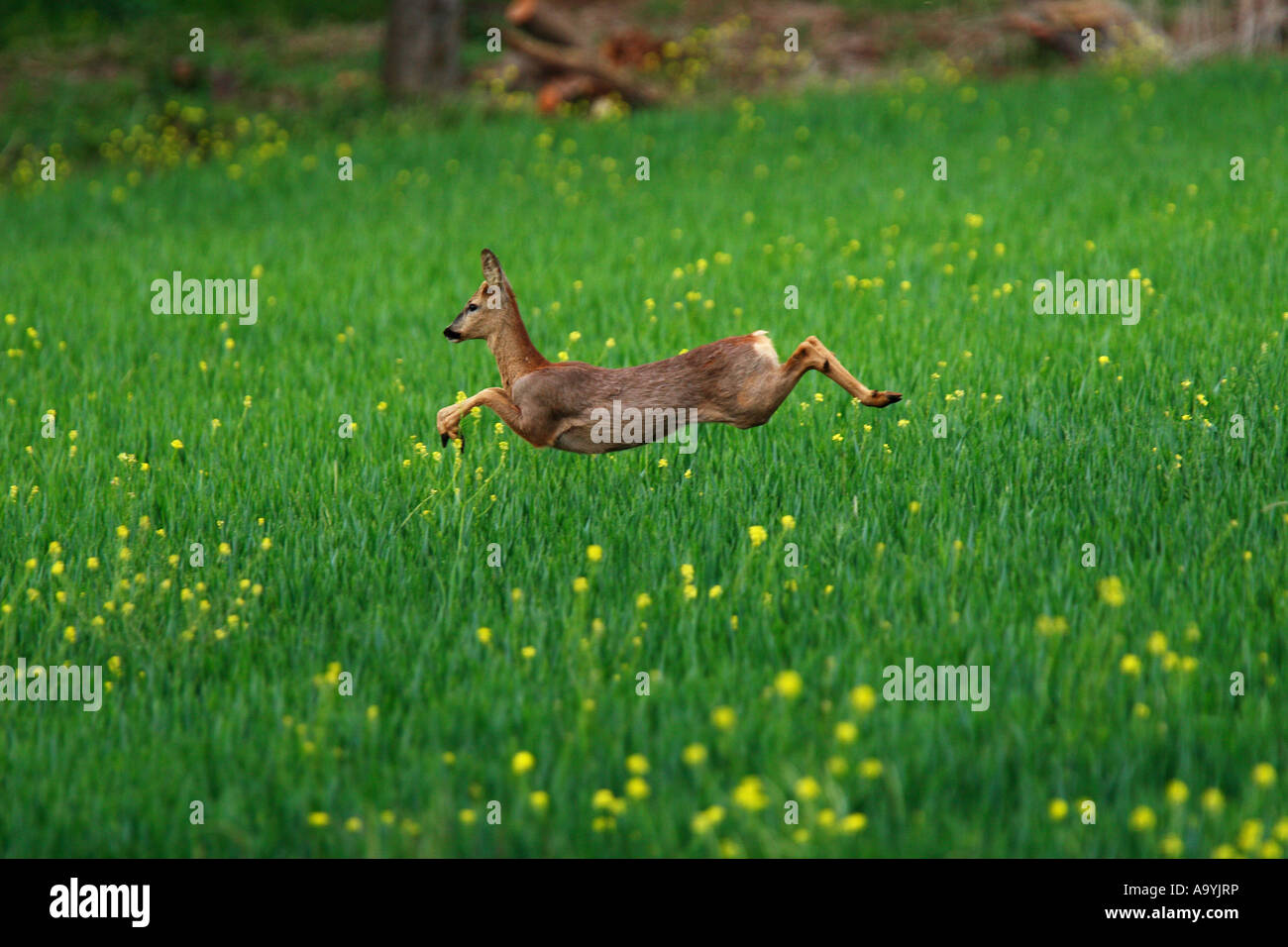 Schnelles tier hi-res stock photography and images - Alamy