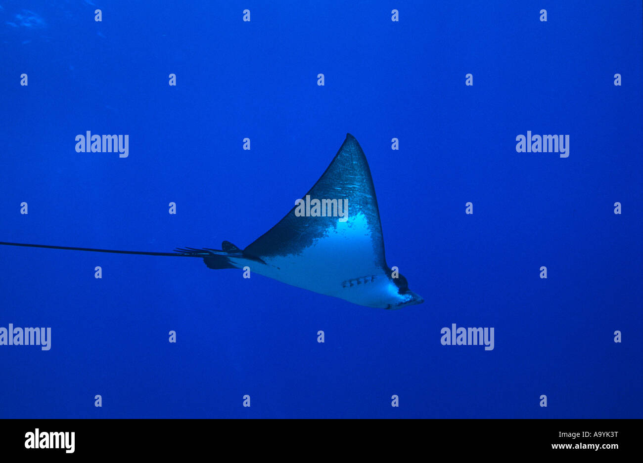 Ray fish face hi-res stock photography and images - Alamy