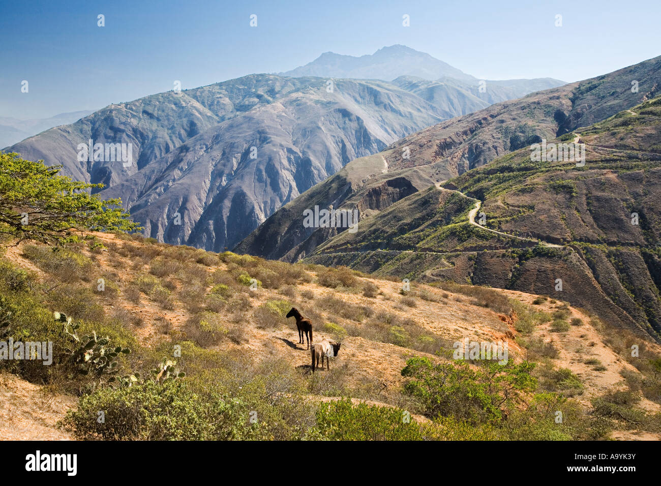 Horses on the andes Stock Photo - Alamy