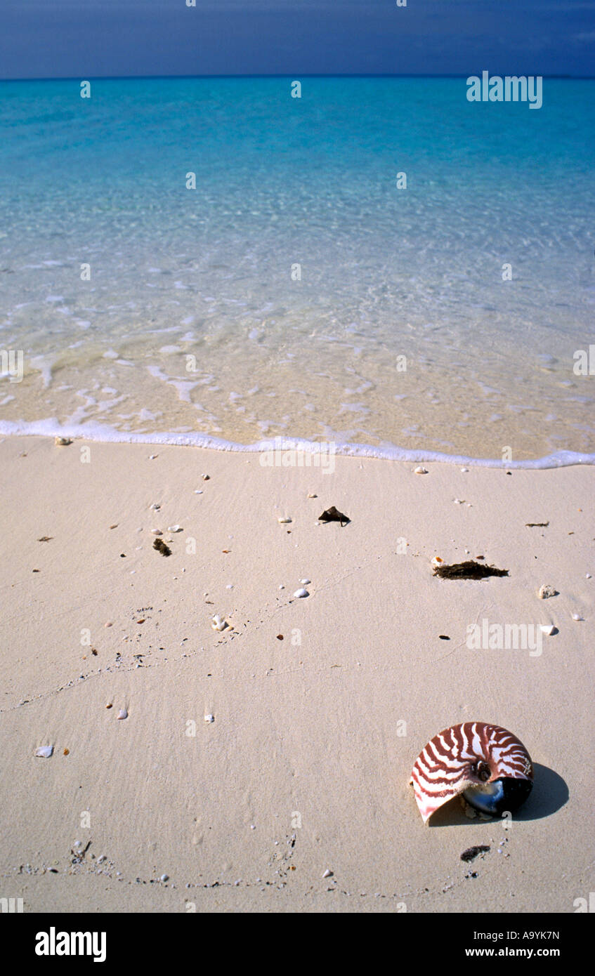 Nautilus shell am strand hi-res stock photography and images - Alamy