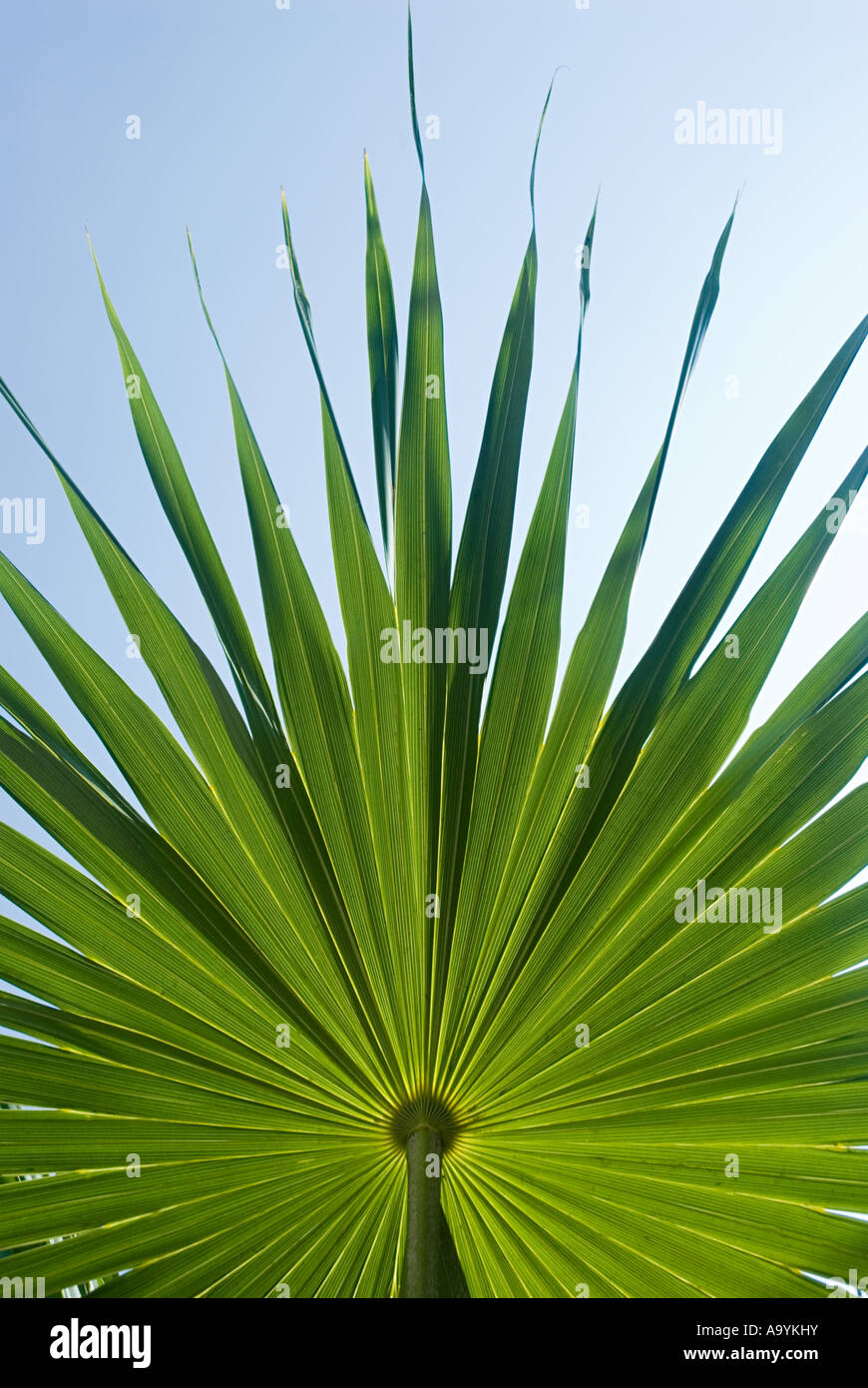 Palm leaf hi-res stock photography and images - Alamy