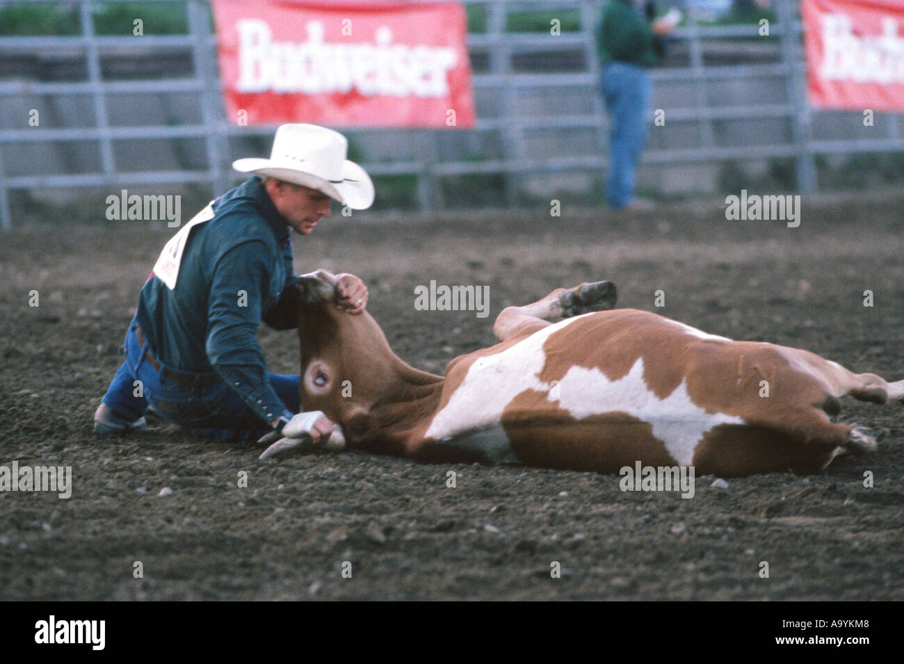 A cowboy finishes wrestling a steer to the ground at a rodeo Stock ...