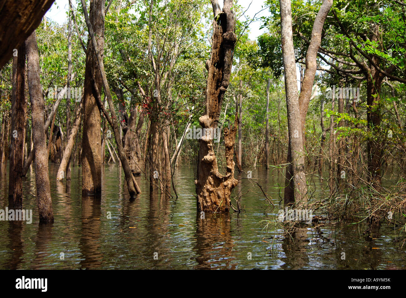 Brasilien amazonas wald hi-res stock photography and images - Alamy
