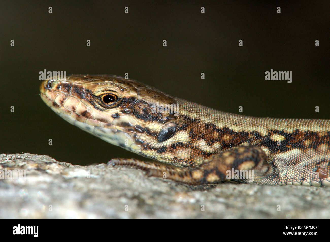 Common Wall Lizard, Podarcis muralis Stock Photo - Alamy