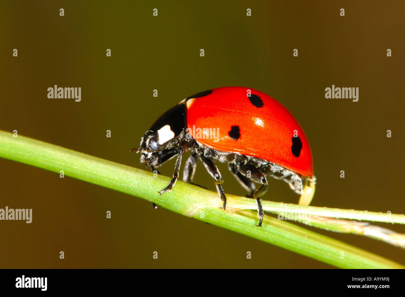 Sevenspotted Lady Beetle, Coccinella septempunctata Stock Photo - Alamy