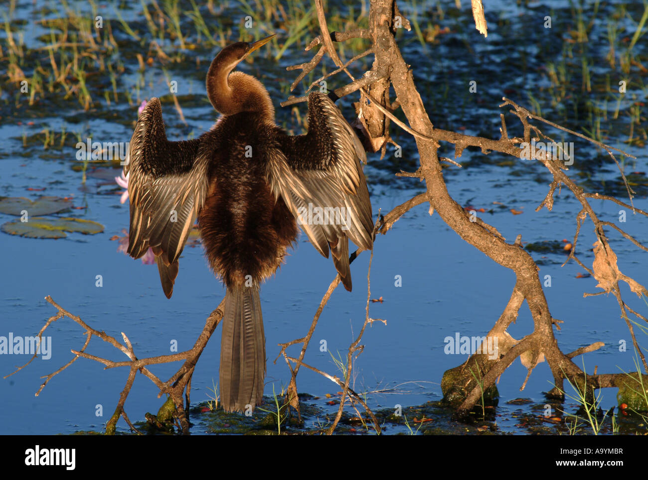 Australian darter bird photo hi-res stock photography and images - Alamy