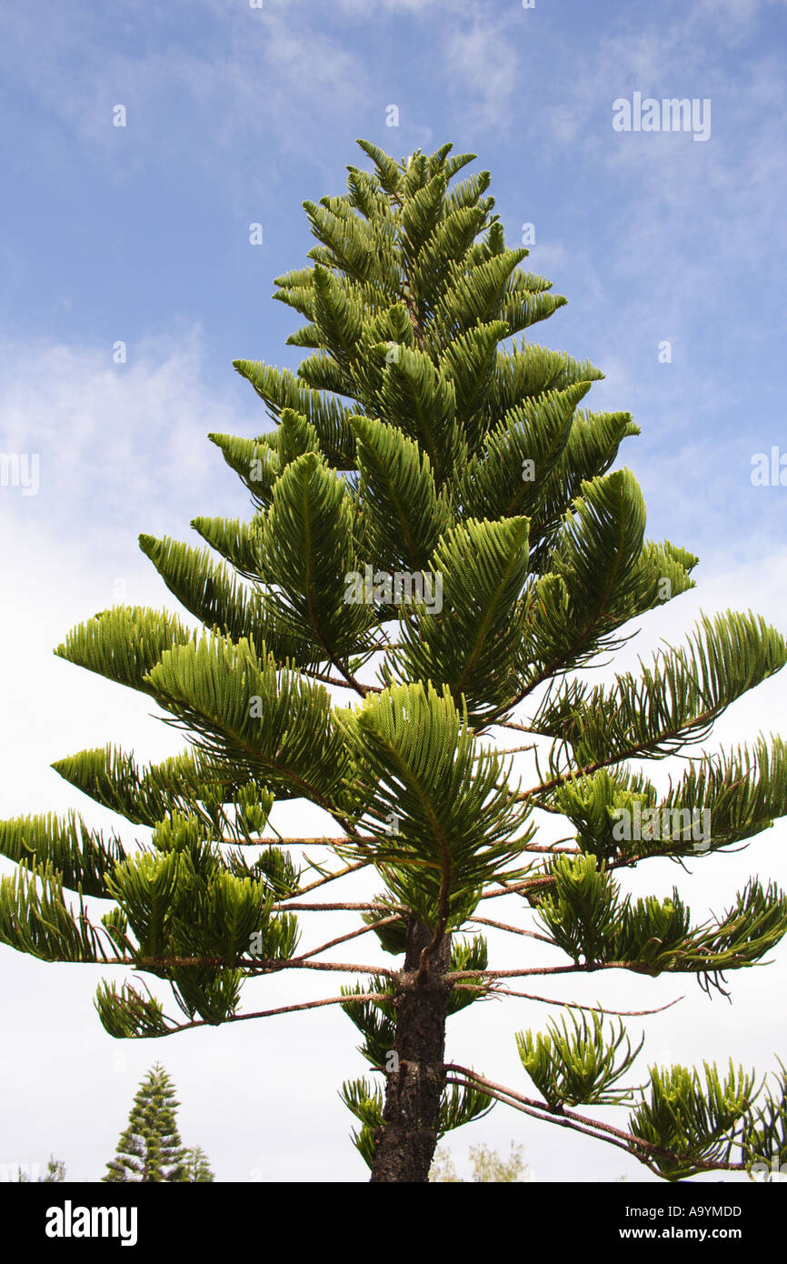 Cloudy sky and pinetree hi-res stock photography and images - Alamy