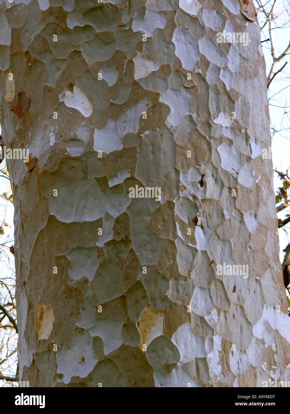 Indian Ghost Tree- Taboda Sterculia urens, It is also called Naked lady ...