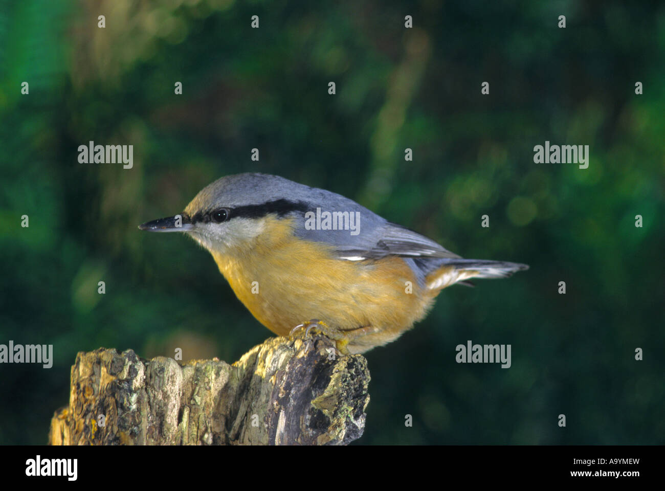 Eurasian Nuthatch (Sitta europaea) at feeding ground Stock Photo - Alamy
