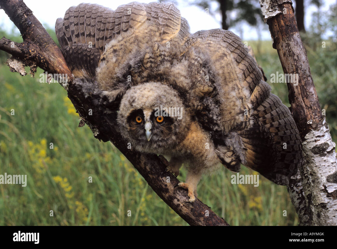 Genus eared owls hi-res stock photography and images - Alamy