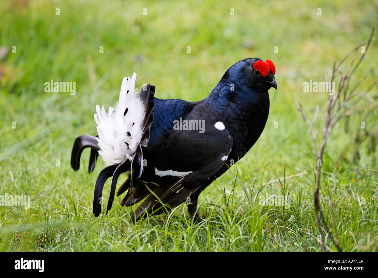 Black Grouse (Lyrurus tetrix, Tetrao tetrix), Bavaria, Germany Stock ...