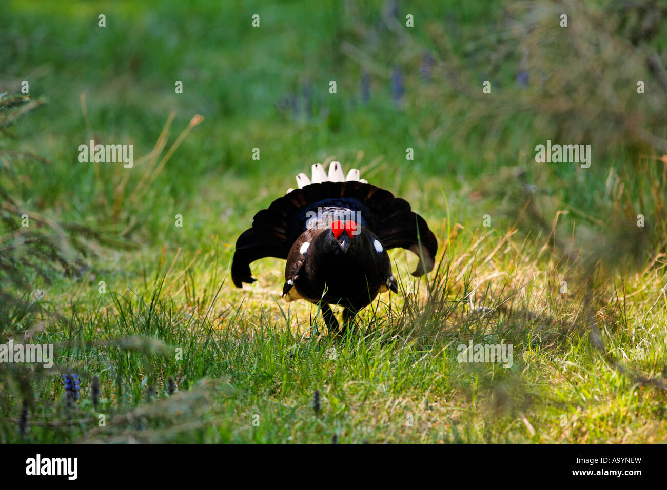 Black Grouse (Lyrurus tetrix, Tetrao tetrix), Bavaria, Germany Stock ...