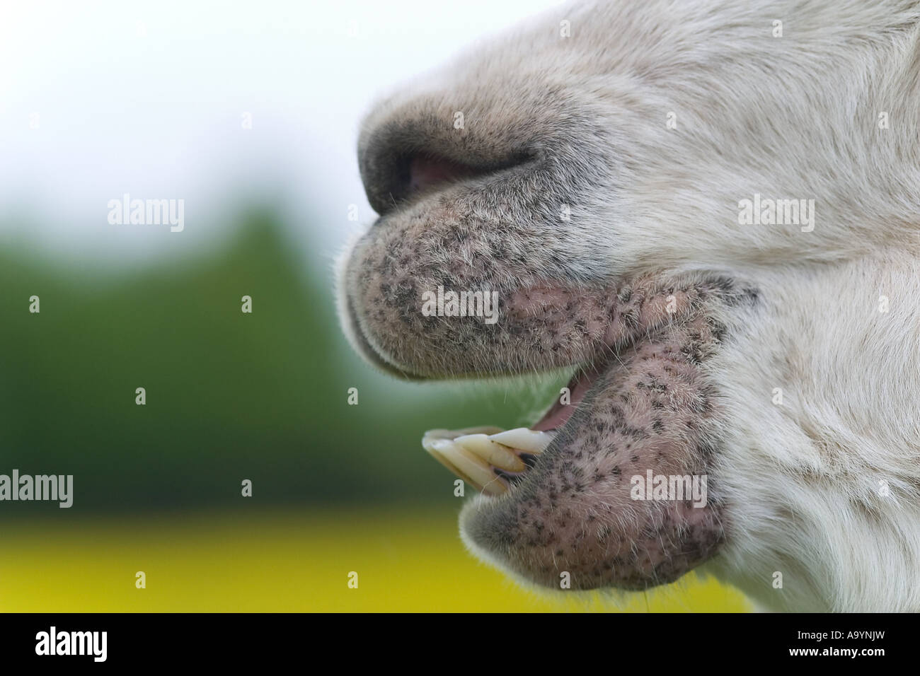 Nuster hi-res stock photography and images - Alamy