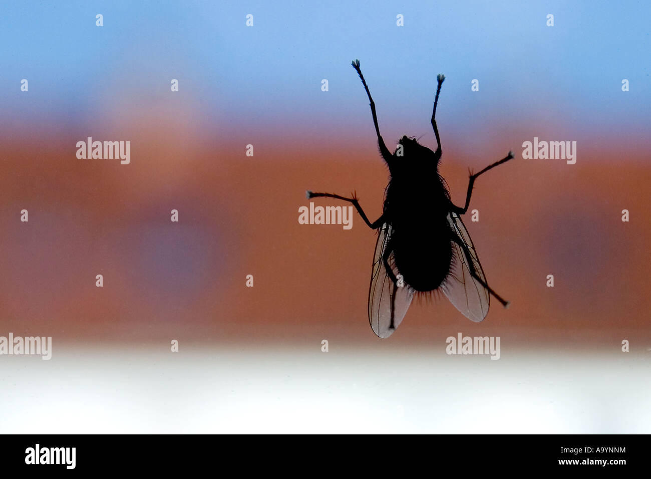 Fly (Brachycera) on window pane Stock Photo - Alamy