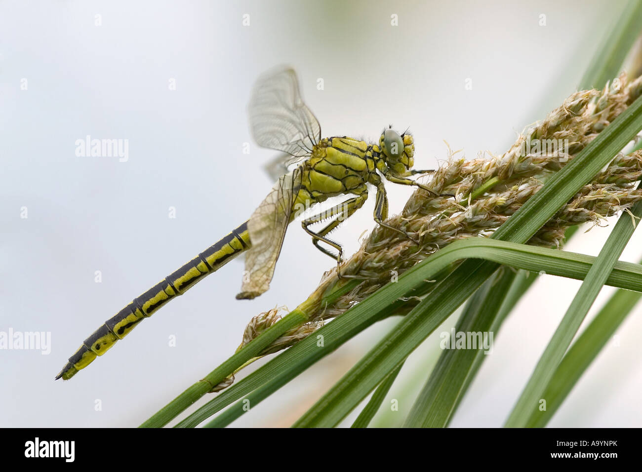 Dragonfly (Gomphus pulchellus) after eclosion Stock Photo - Alamy