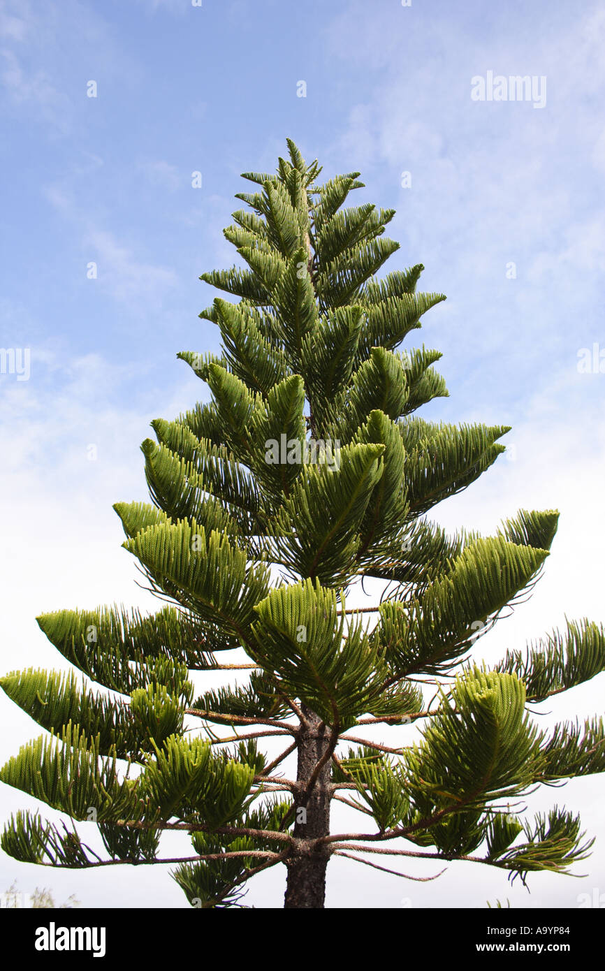 Cloudy sky and pinetree hi-res stock photography and images - Alamy