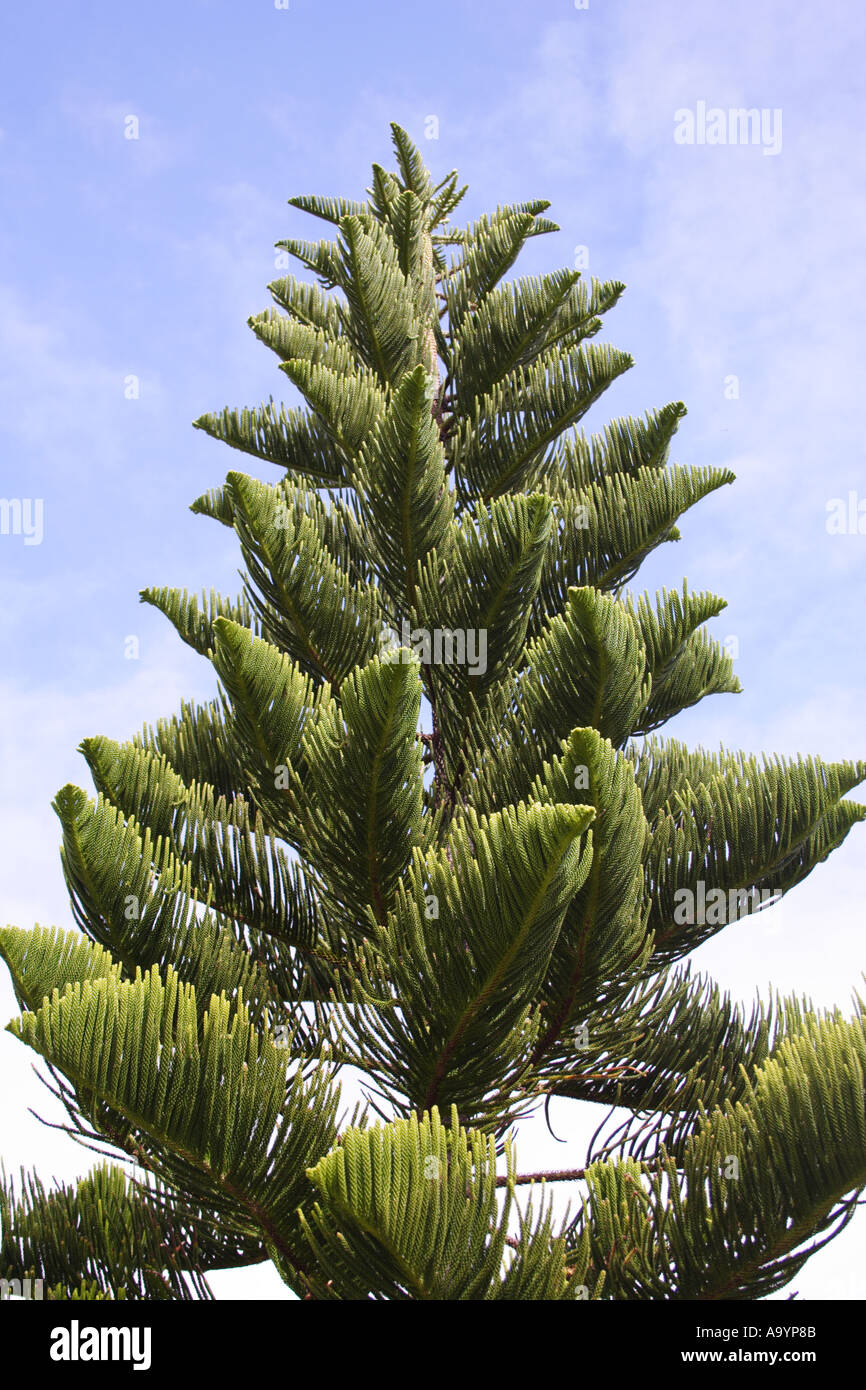 PINE TREE POINT CARTWRIGHT QUEENSLAND AUSTRALIA BAPD1719 Stock Photo ...
