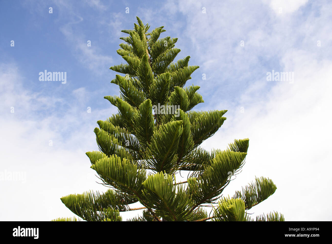 PINE TREE POINT CARTWRIGHT QUEENSLAND AUSTRALIA BAPD1720 Stock Photo ...