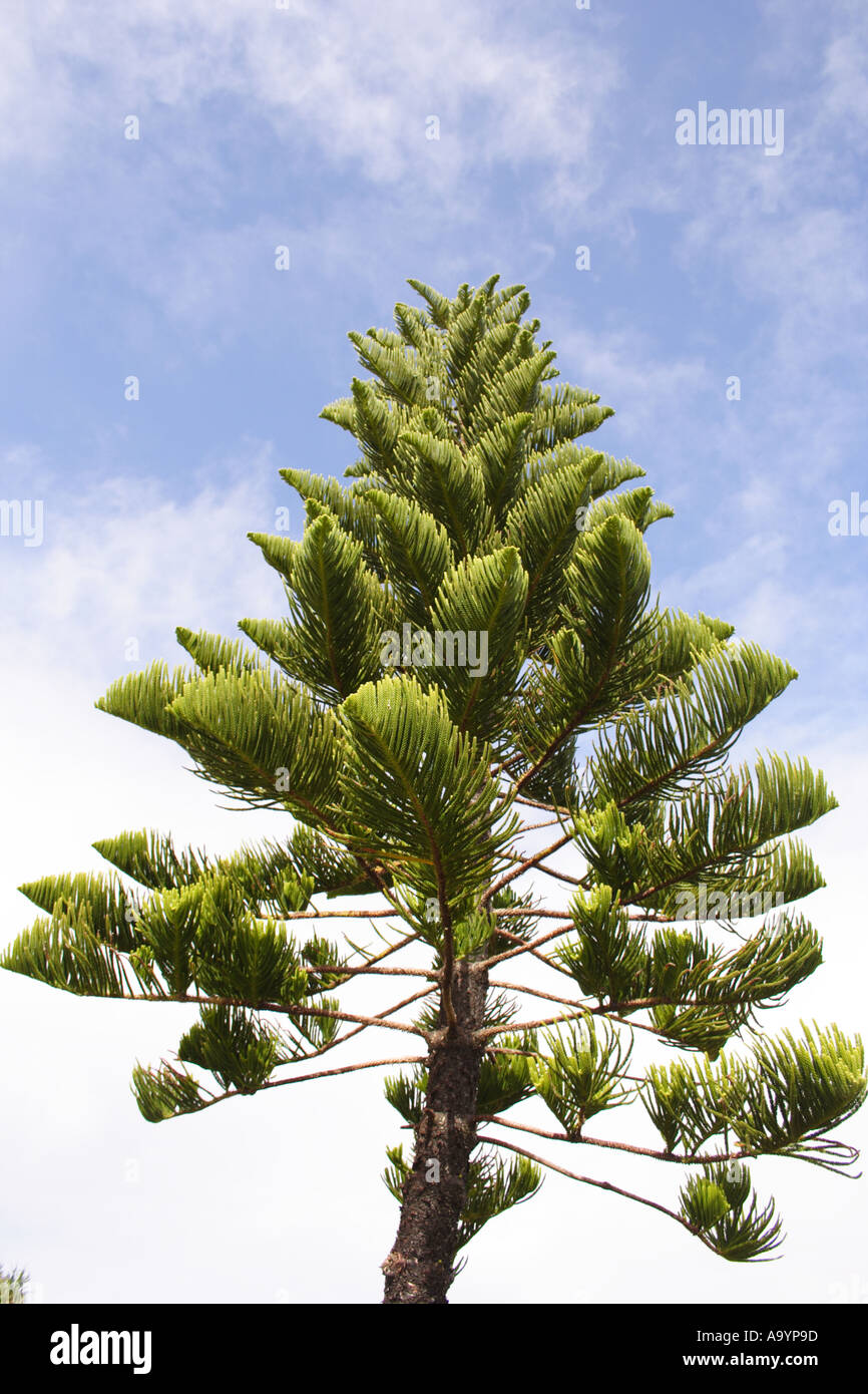 PINE TREE POINT CARTWRIGHT QUEENSLAND AUSTRALIA BAPD1721 Stock Photo ...