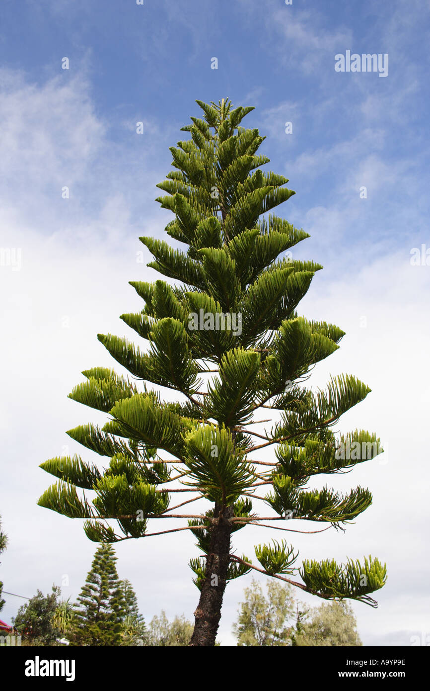 PINE TREE POINT CARTWRIGHT QUEENSLAND AUSTRALIA BAPD1722 Stock Photo ...