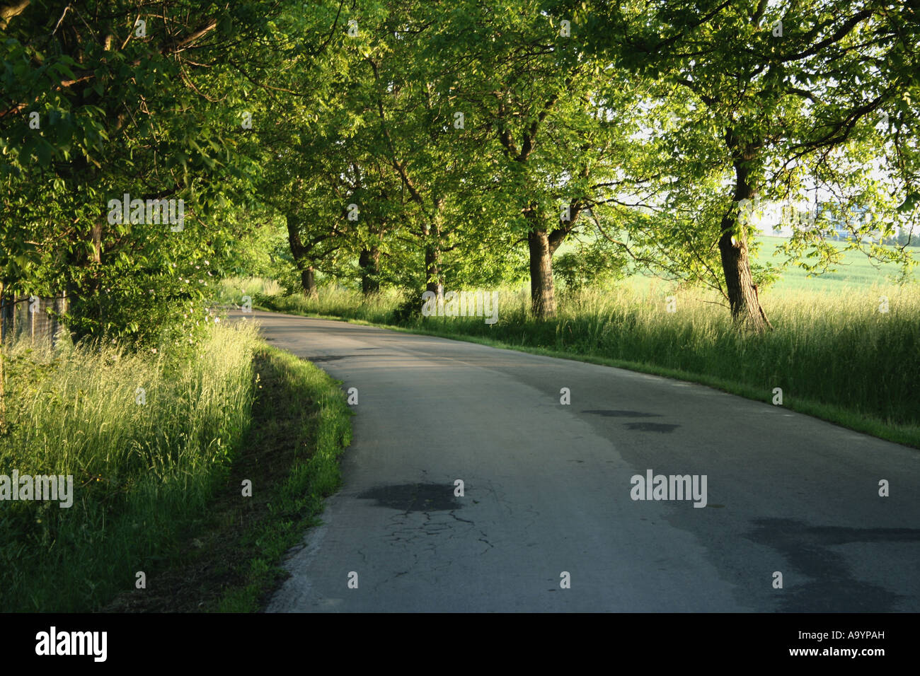 Quiet rural road winding through a lush green landscape with trees ...