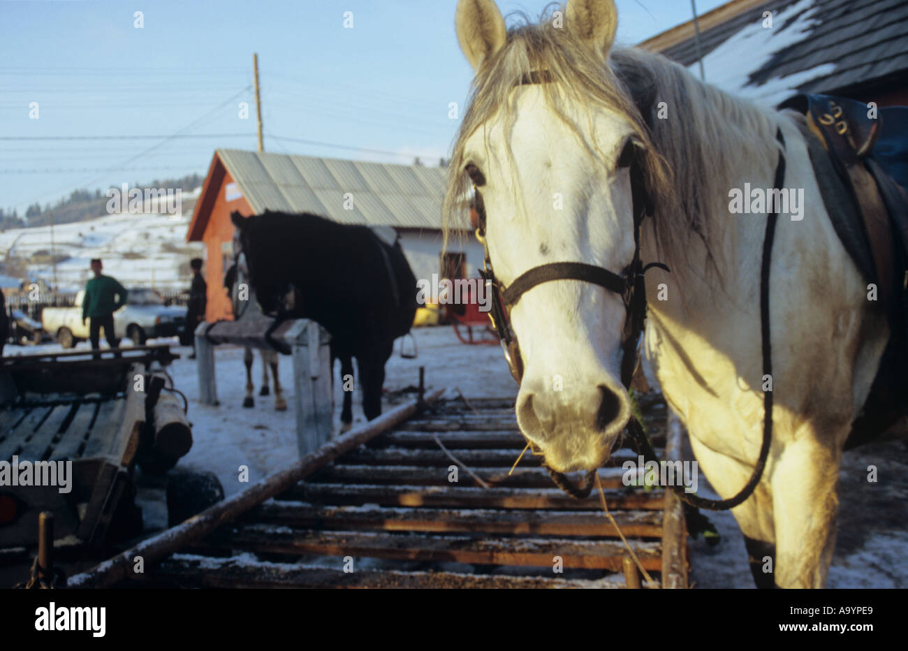 Saddled Horse at a Horse Riding Centre Transylvania Romania Stock Photo ...