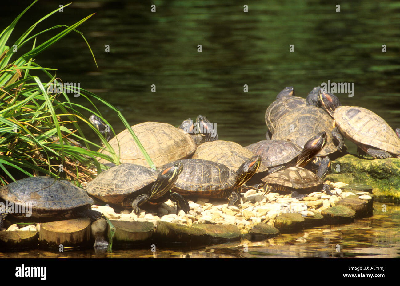 Turtles and terrapins hi-res stock photography and images - Alamy