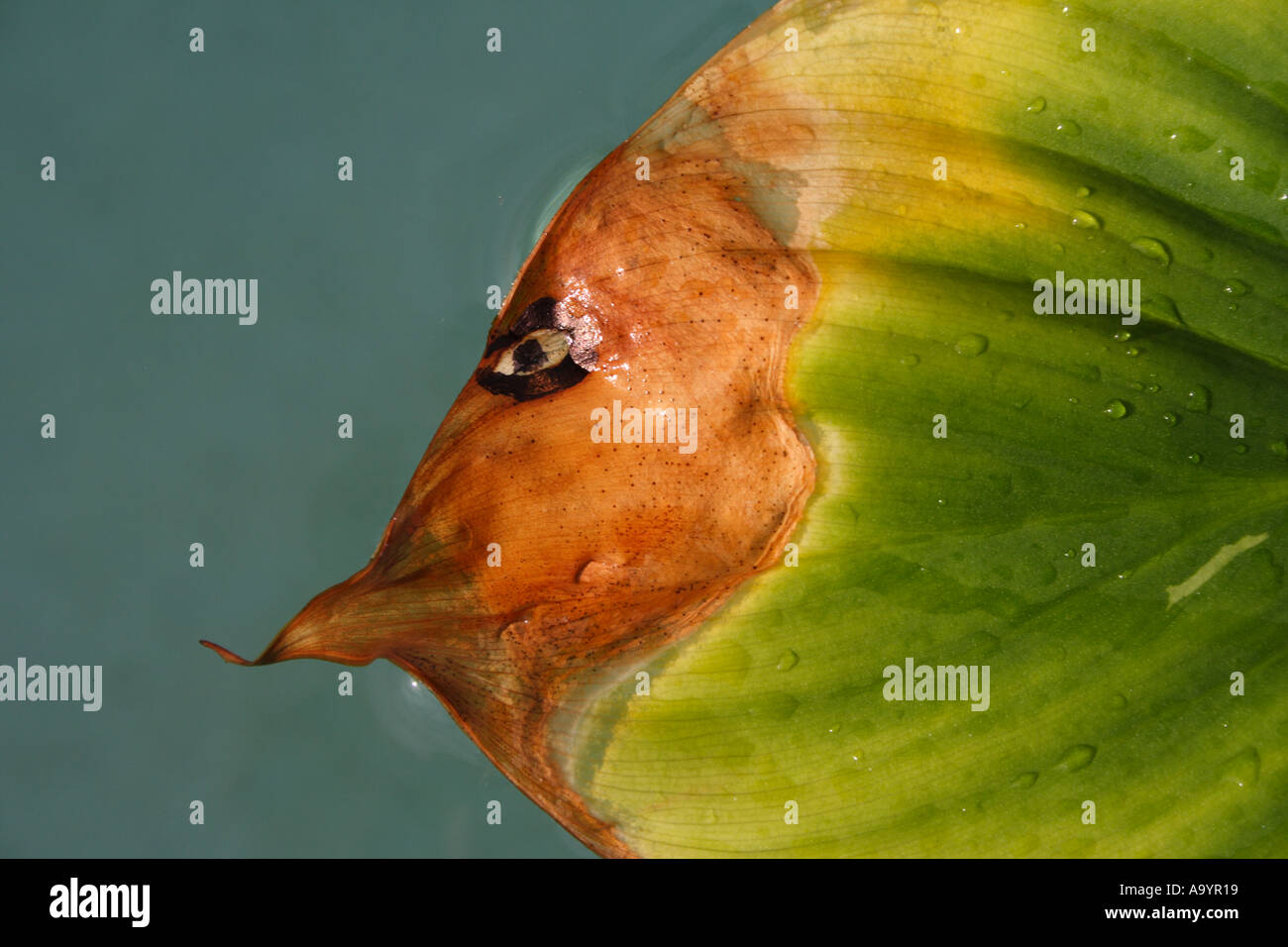 A LEAF OFF A PLANT THAT LOOKS LIKE A FISH BAPD1770 Stock Photo - Alamy