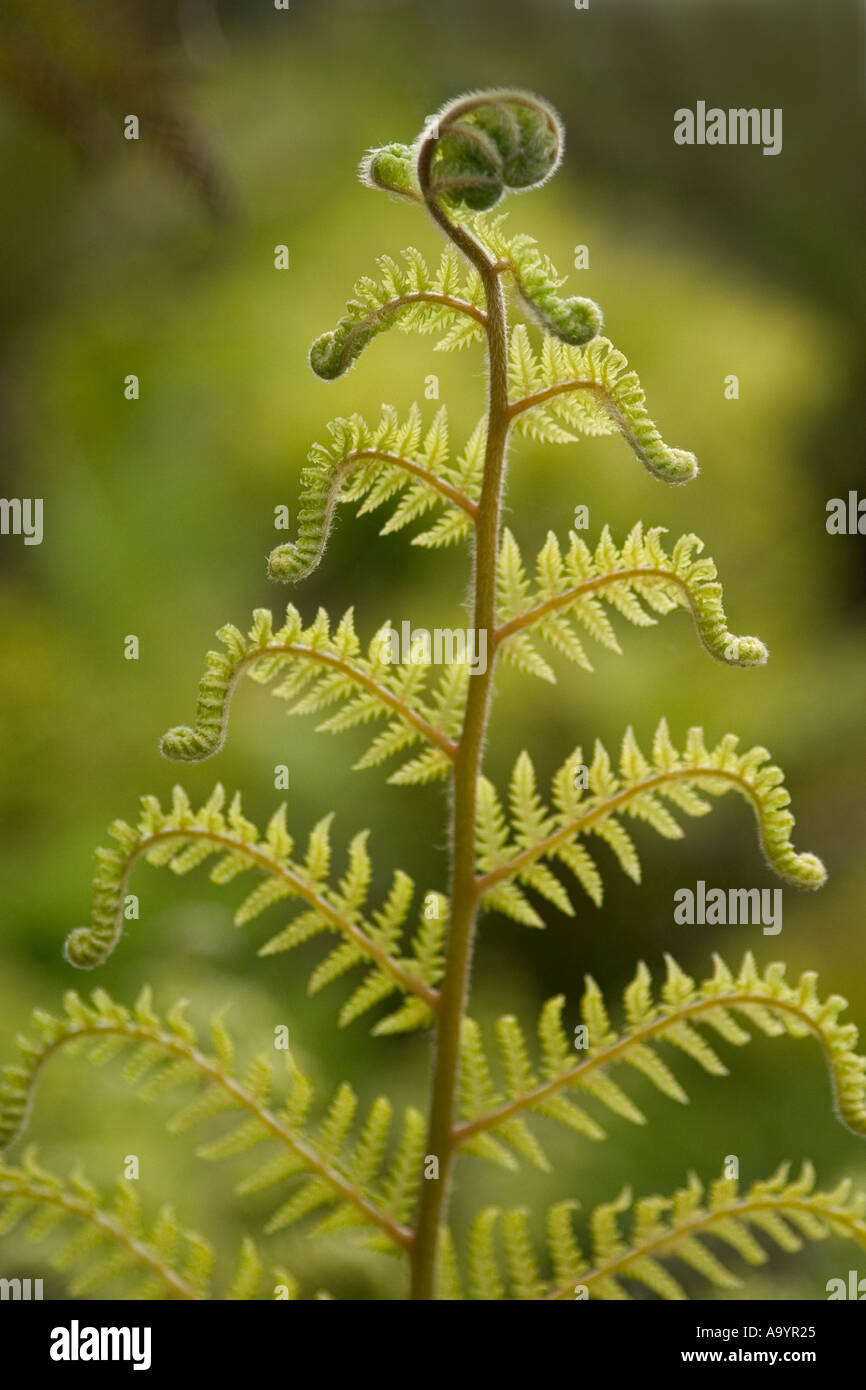 Filicales hi-res stock photography and images - Alamy