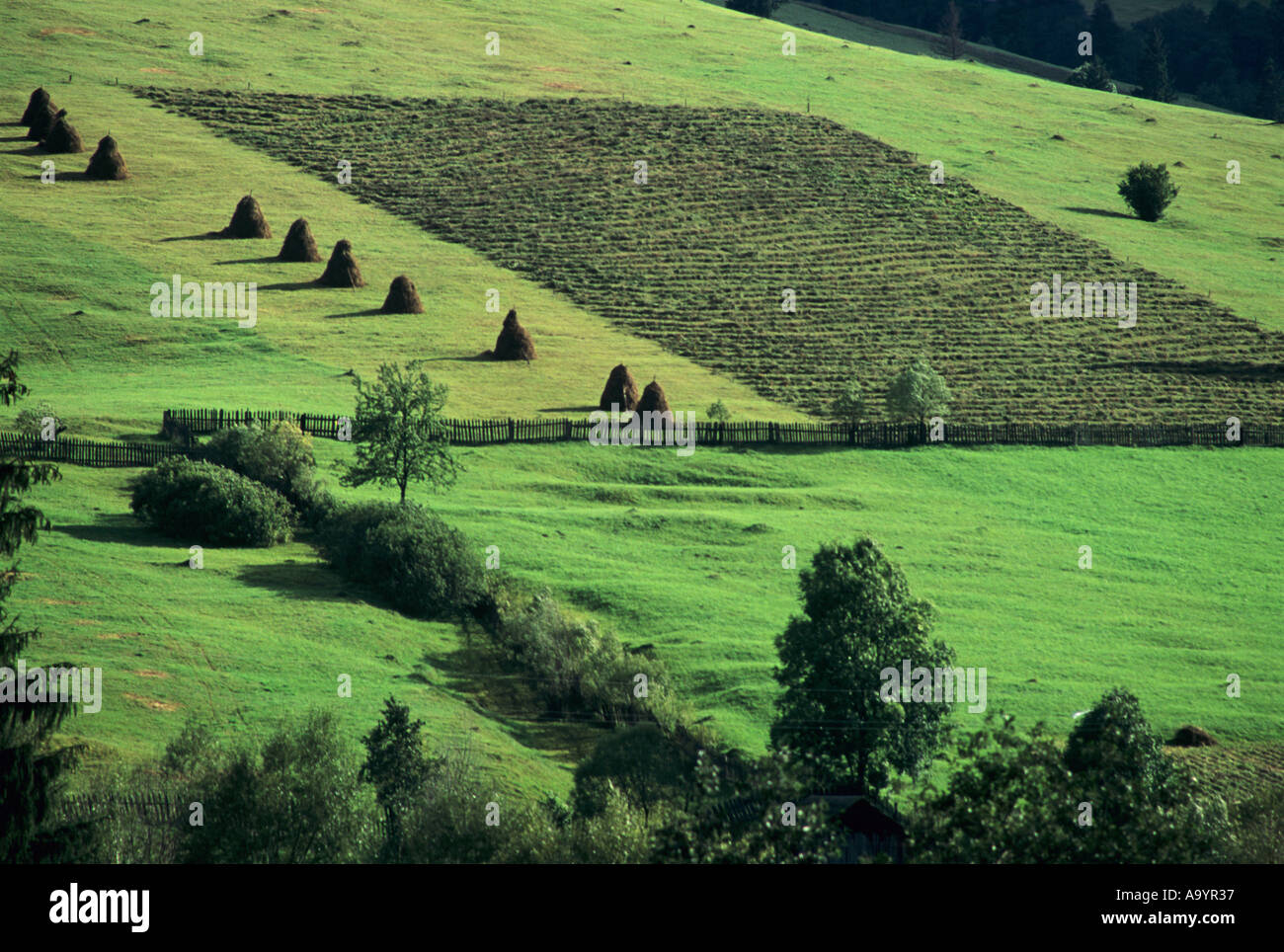 Lush farmland in Moldavia northern Romania Stock Photo - Alamy