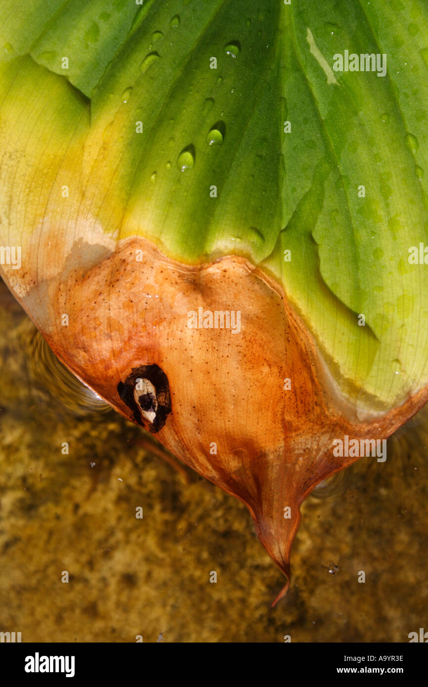 A LEAF OFF A PLANT THAT LOOKS LIKE A FISH BAPD1786 Stock Photo - Alamy