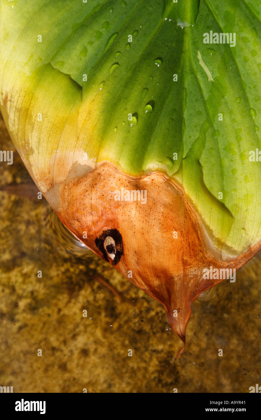 A LEAF OFF A PLANT THAT LOOKS LIKE A FISH BAPD1787 Stock Photo - Alamy