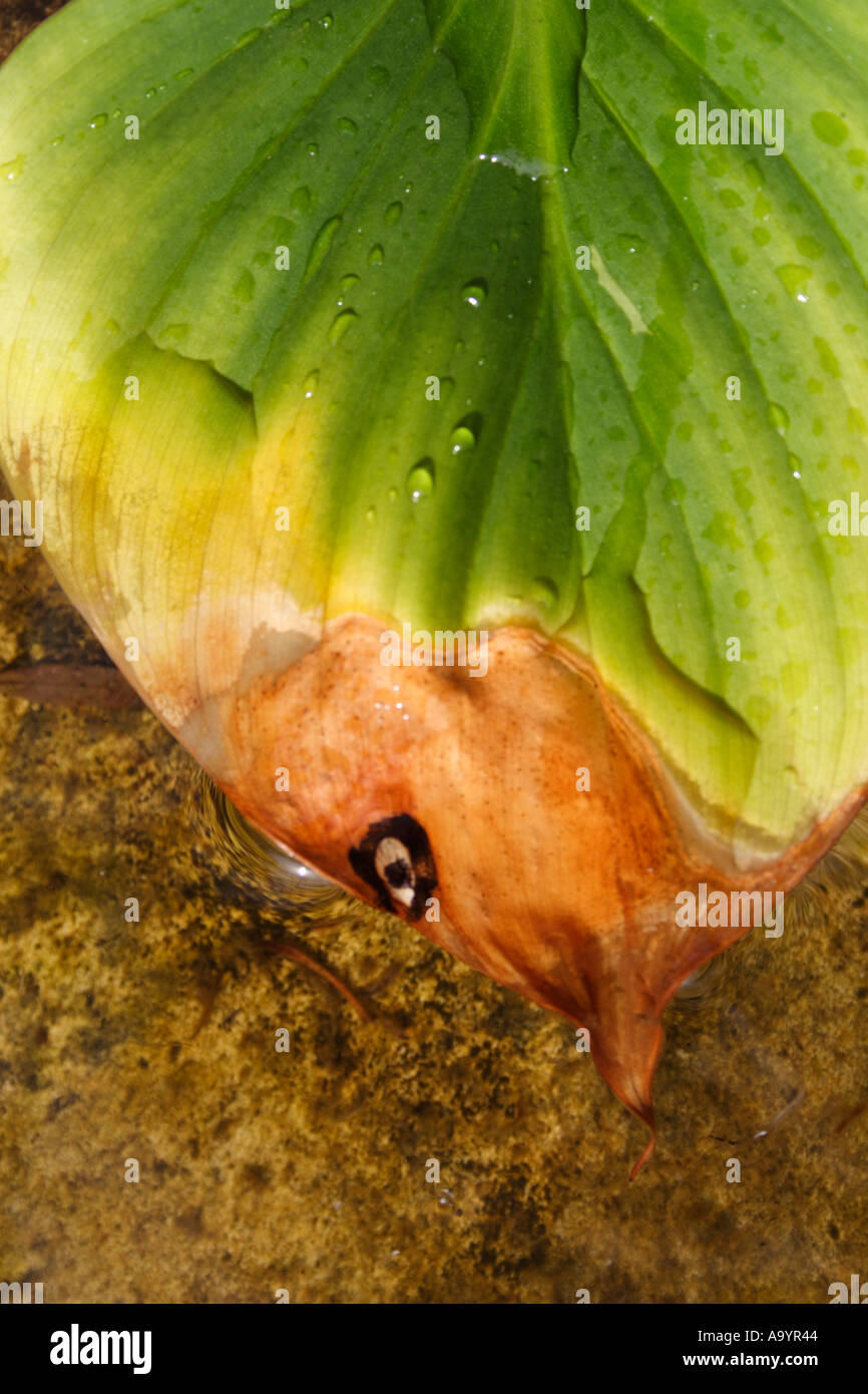 A LEAF OFF A PLANT THAT LOOKS LIKE A FISH BAPD1789 Stock Photo - Alamy