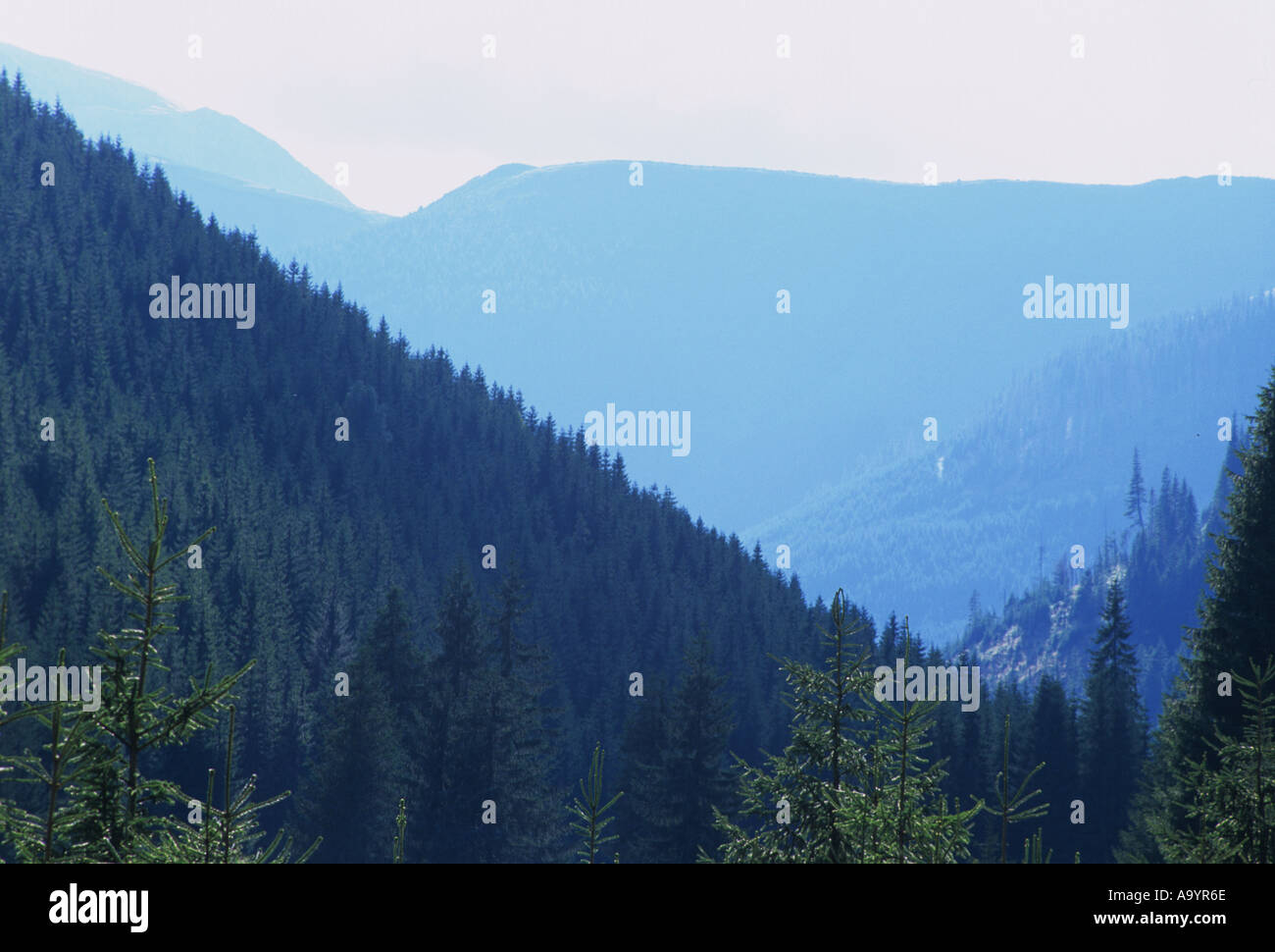 The vast forests of the Rodna mountains Northern Transylvania Romania ...