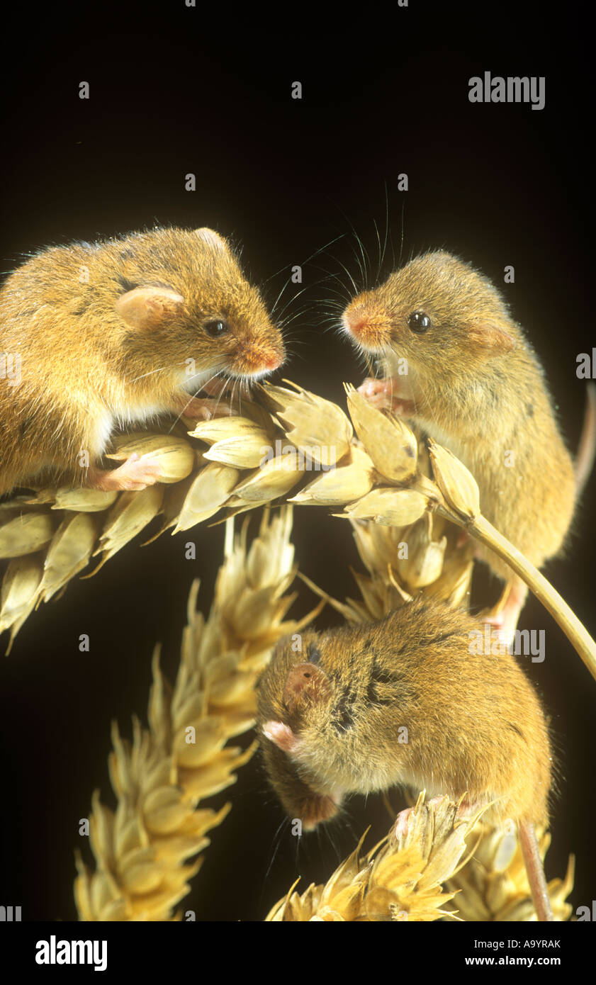 Harvest mouse face hi-res stock photography and images - Alamy
