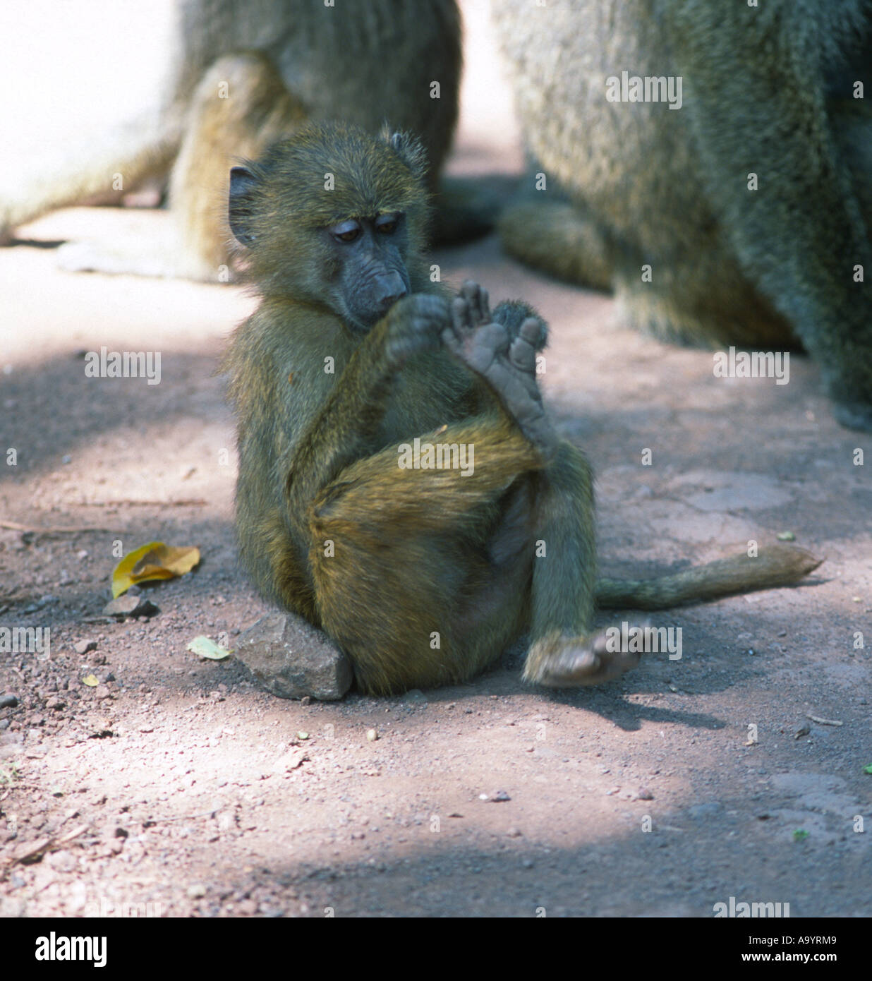 Primate toes hi-res stock photography and images - Alamy