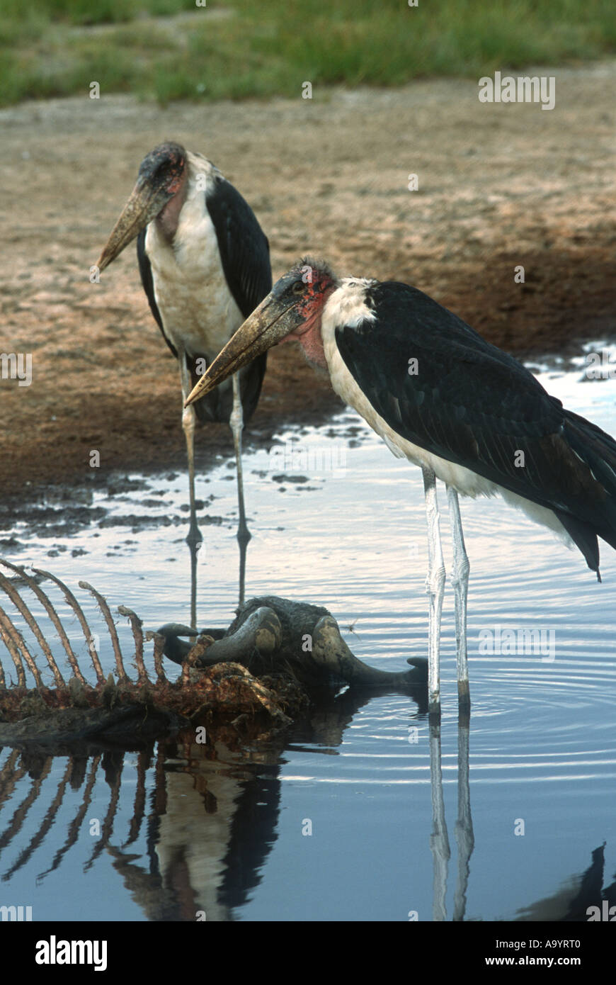 Serengeti storks hi-res stock photography and images - Alamy