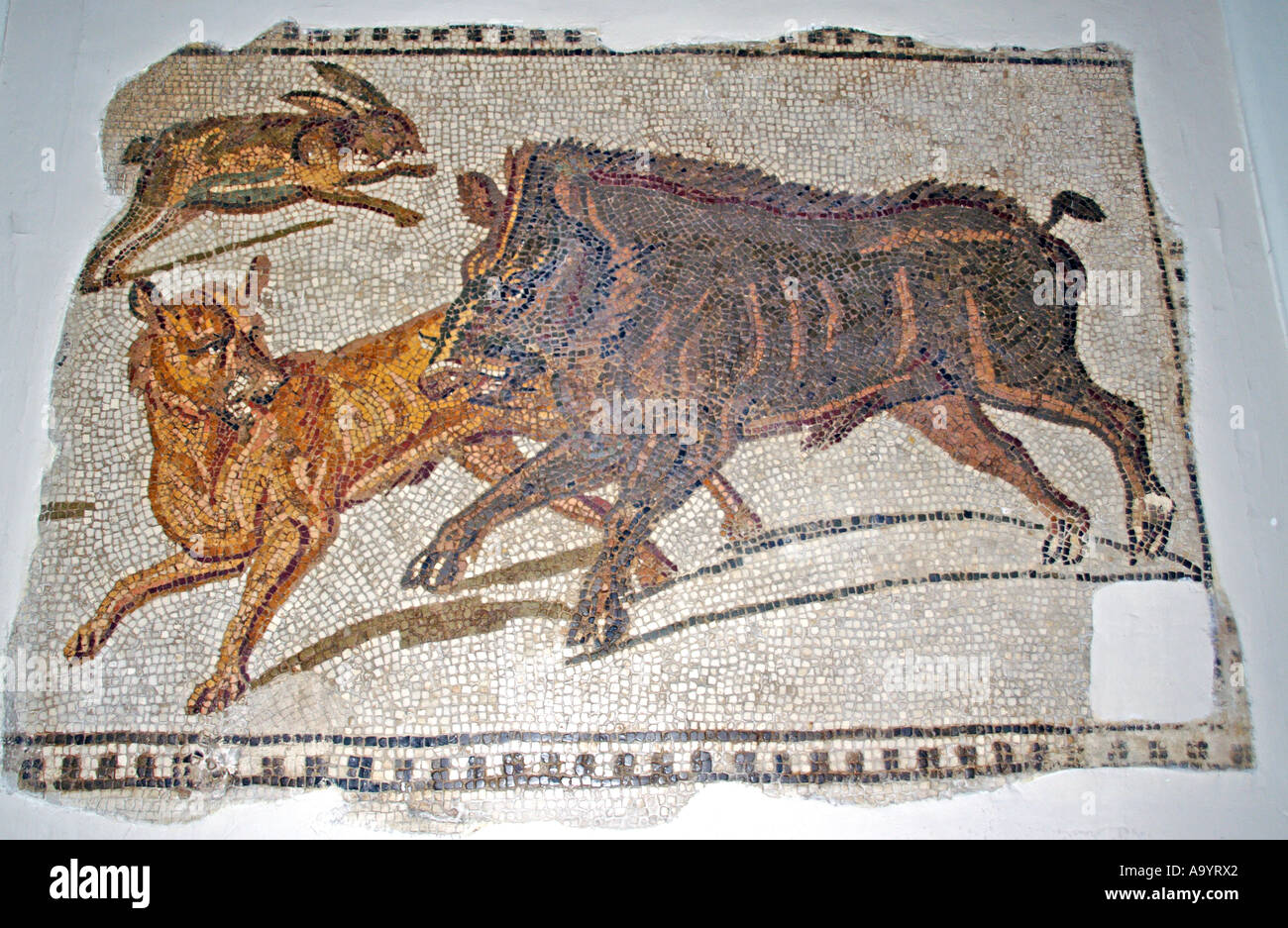 Hunted wild boar in a Roman mosaic in the Bardo Museum Musee Du Bardo ...