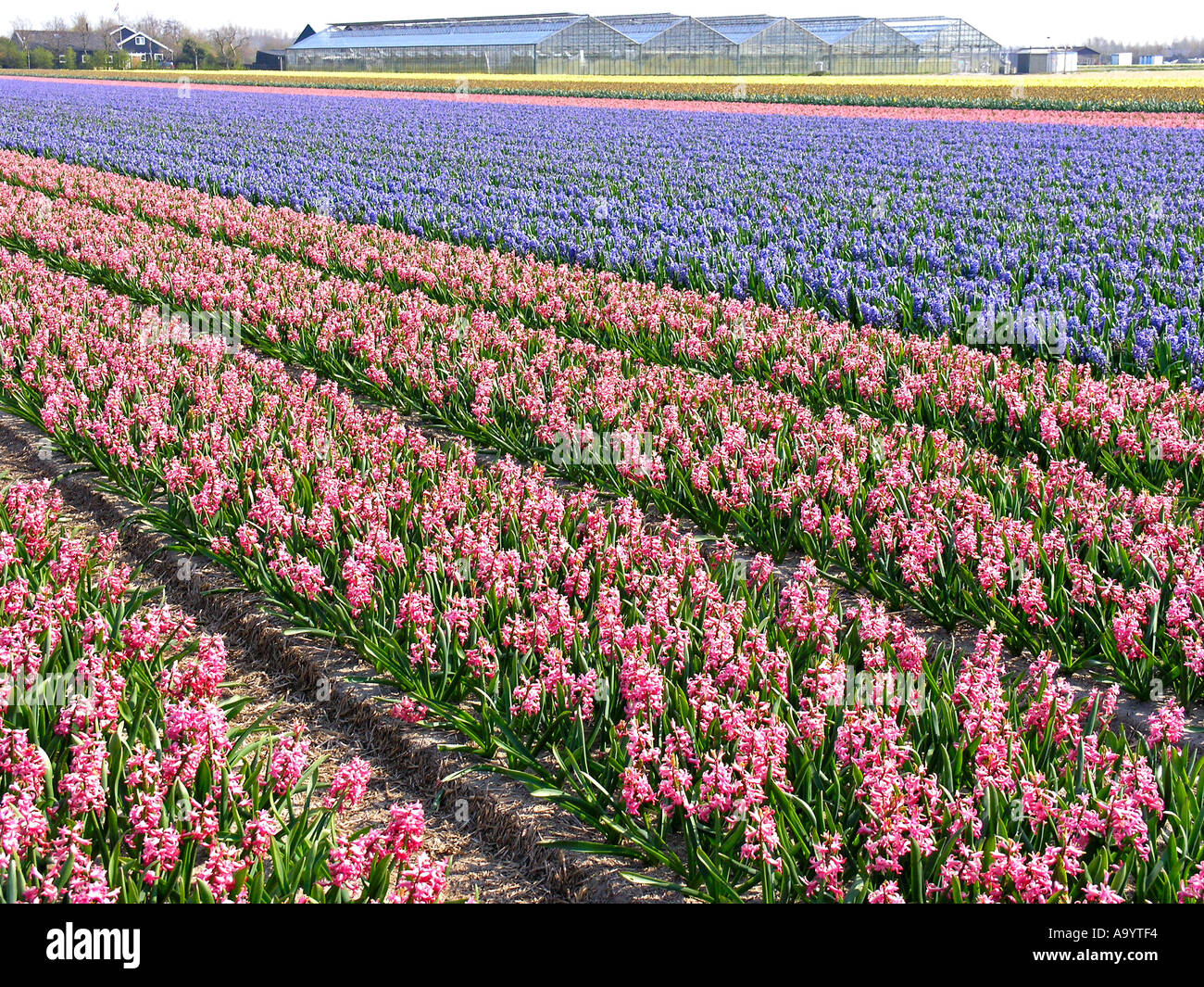 Hyacinthus growing in Lisse Netherlands Stock Photo - Alamy