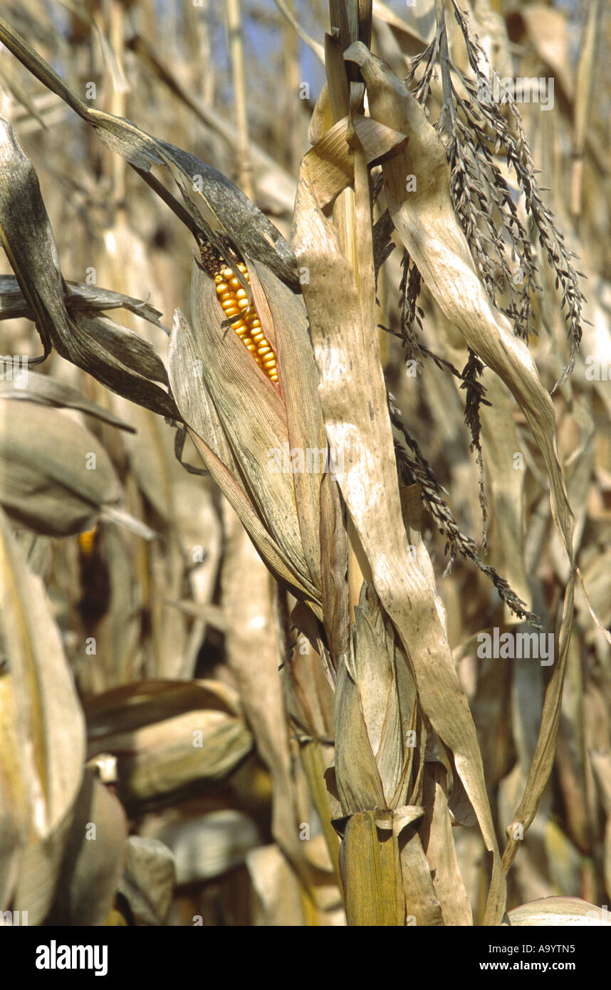 Mature corn ready for harvest Stock Photo - Alamy