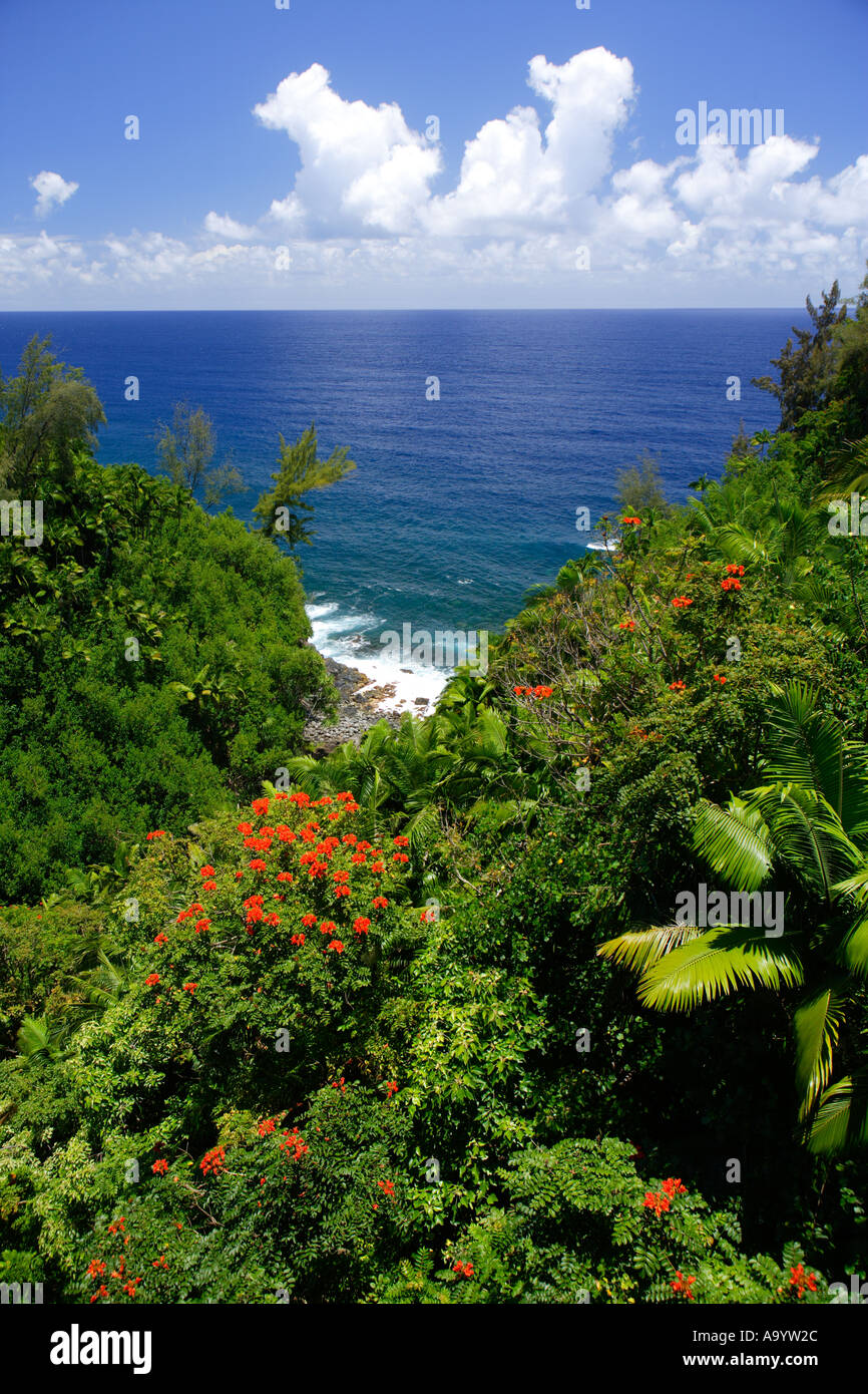 tropical jungle near Hilo Hawaii big island Stock Photo - Alamy