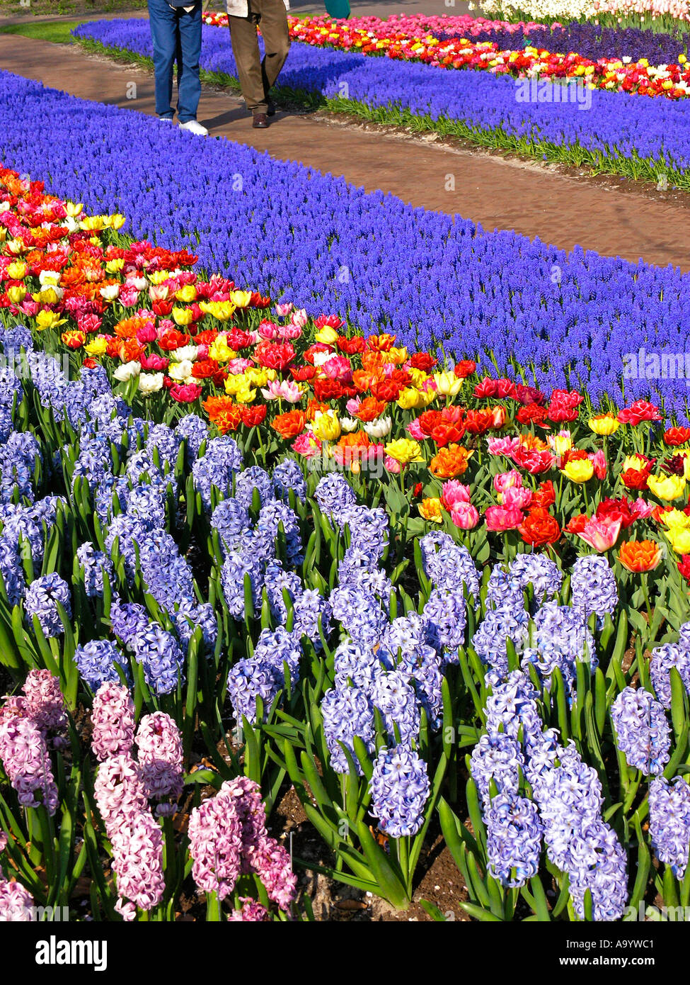 Keukenhof gardens in Lisse Netherlands Stock Photo - Alamy