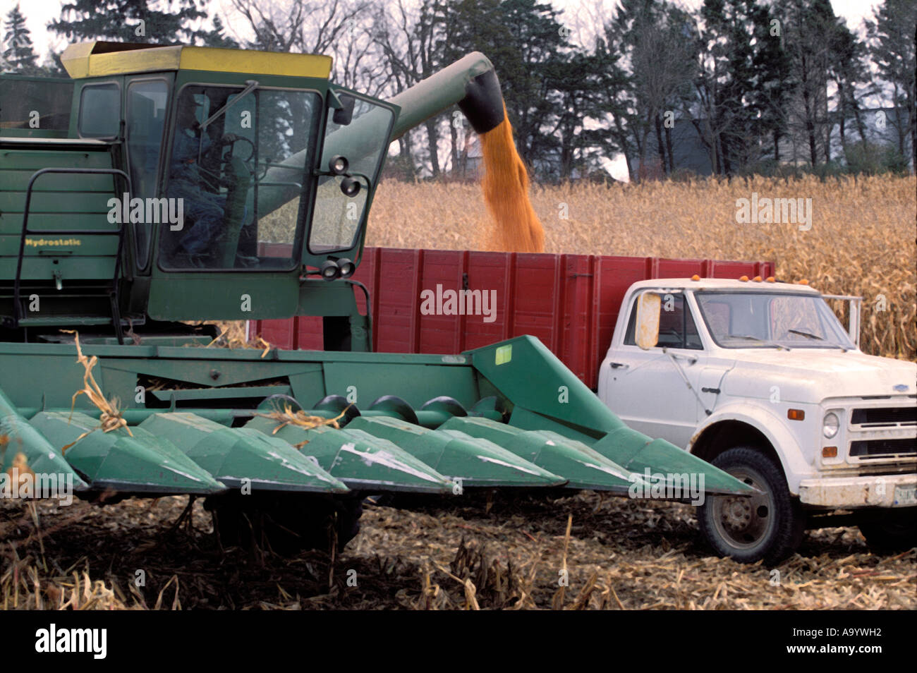 Transferring harvested corn to a truck during the corn harvest in ...