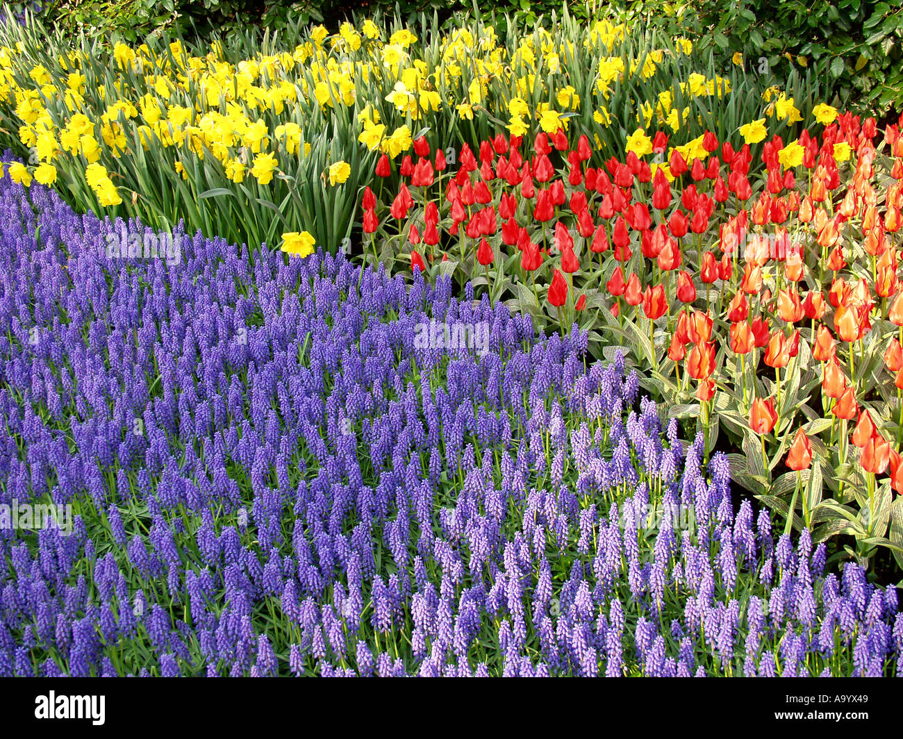 Keukenhof gardens in Lisse Netherlands Stock Photo - Alamy
